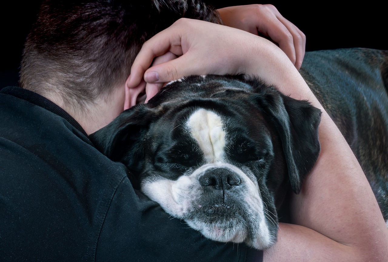 An Ideas To Make You Pets More Comfort | Siceditorial